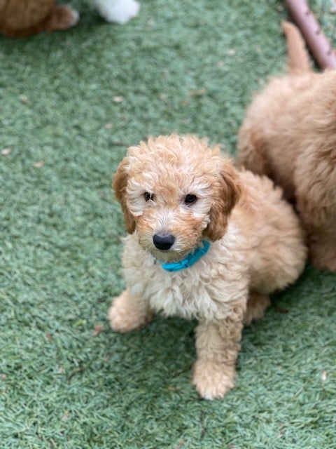 Harper pups ready for new home !! • Countryside Doodles